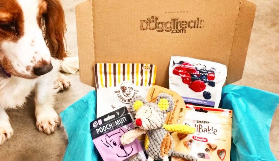 Forget Netflix, Join DogFlix to Entertain your Dog - DoggTreats - Dog ...